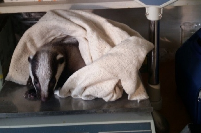 Ophtalmic nell'alimentazione del tasso Boris