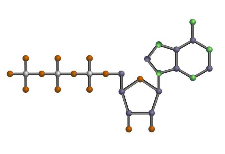 Ribosio energia benessere ATP DNA acidi nucleici